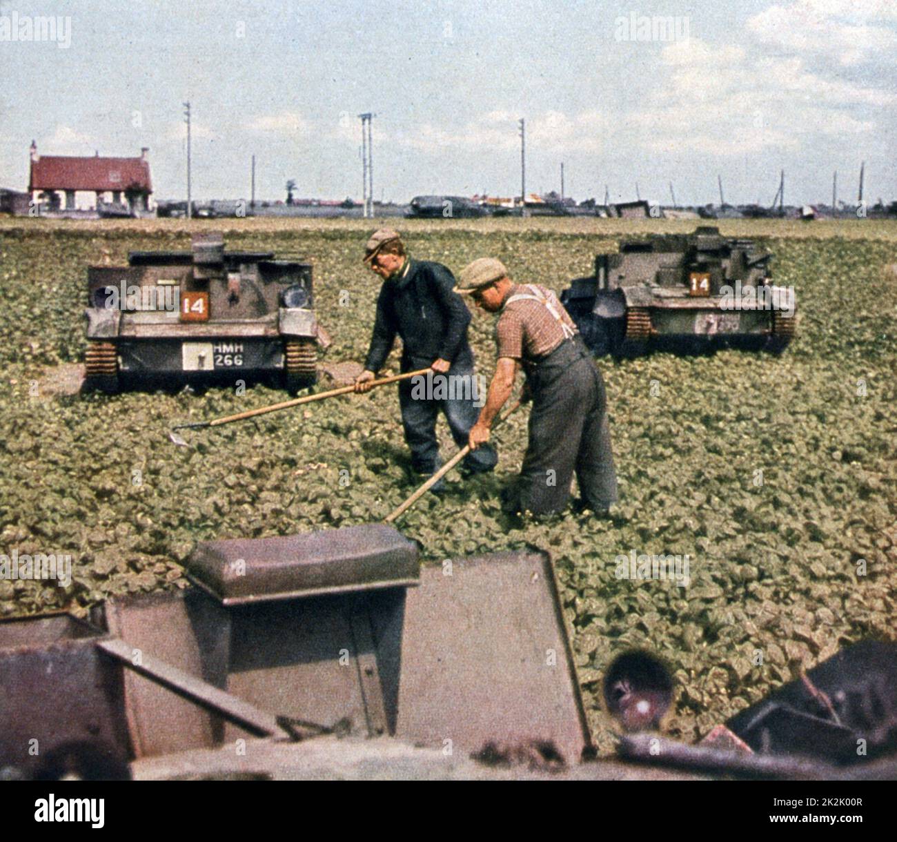 World War II 1939-1945: French farm workers hoeing a crop in a field ...