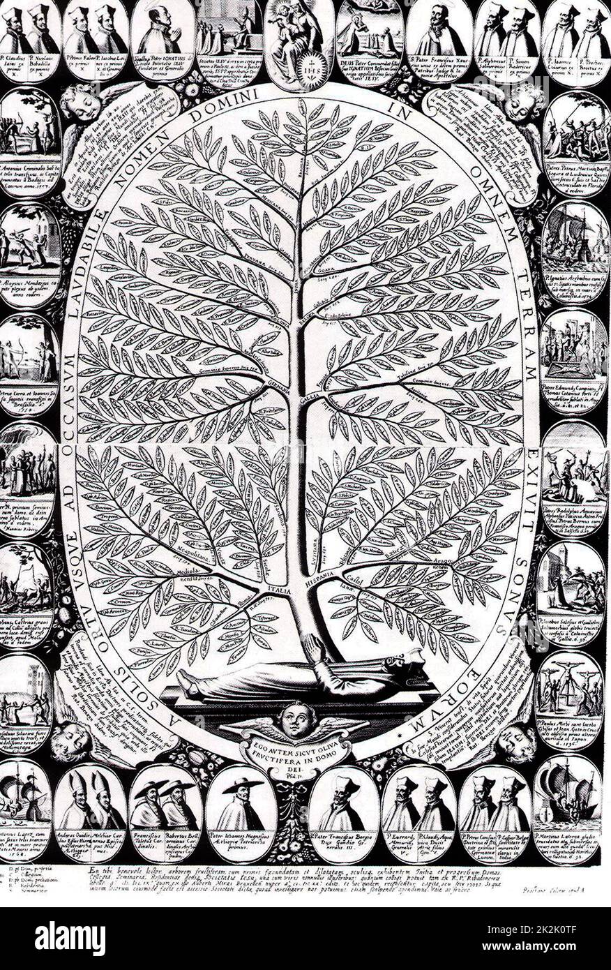 (Jesuit Tree) Jesuit's Bark, also called Peruvian Bark, is the ...