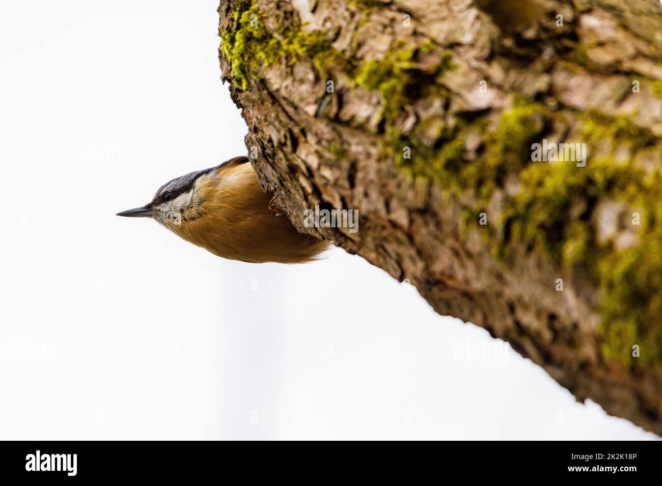 Nuthatches tree hi-res stock photography and images - Alamy