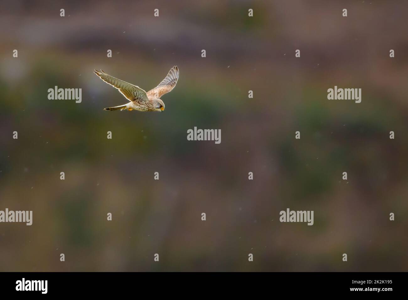 A Kestrel is perching and hunting Stock Photo - Alamy