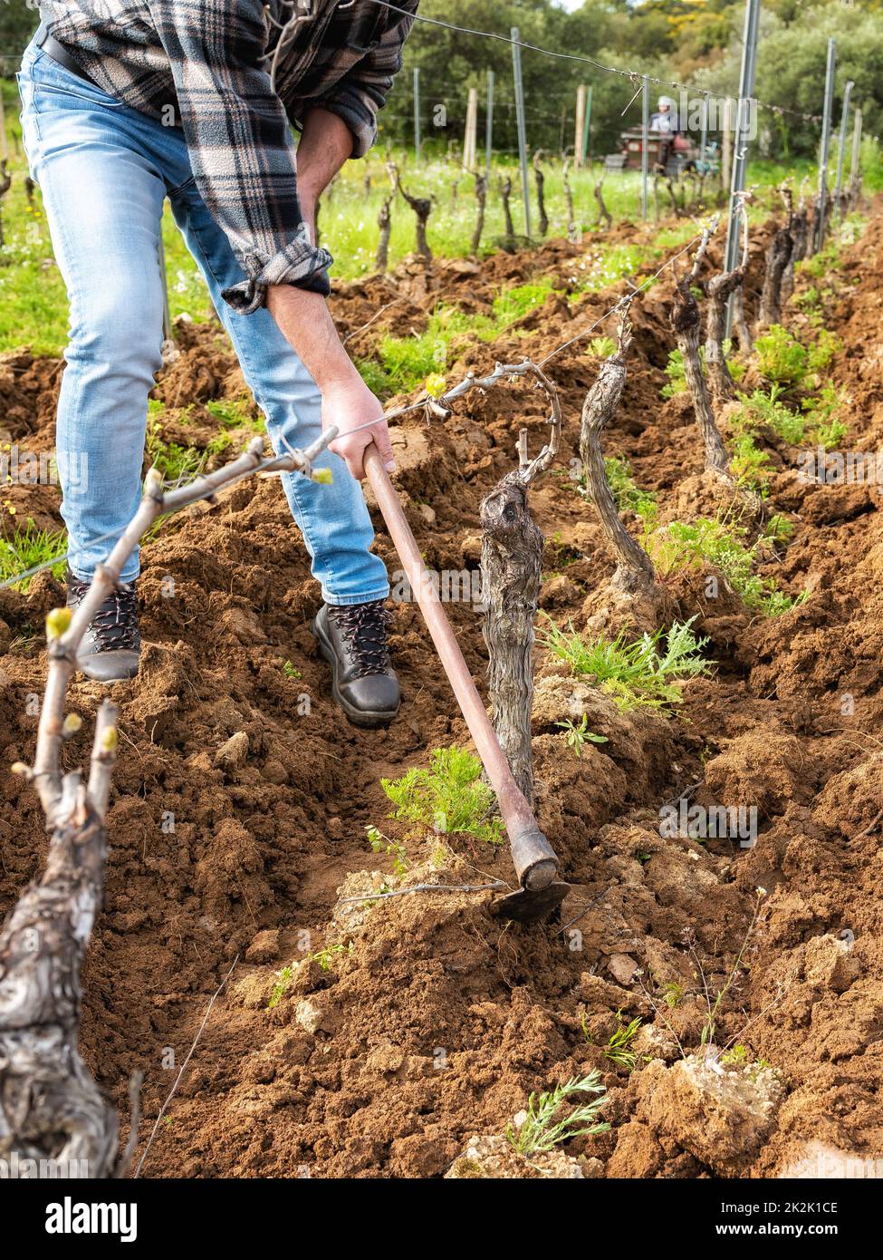 Farmer hoeing in the vineyard. Agriculture Stock Photo - Alamy