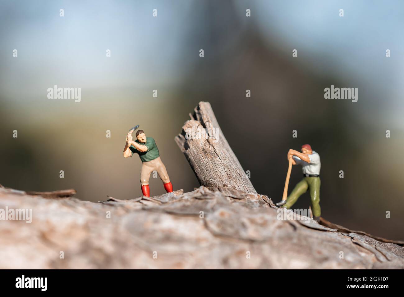 Two Lumberjacks cutting stump with axes Stock Photo - Alamy