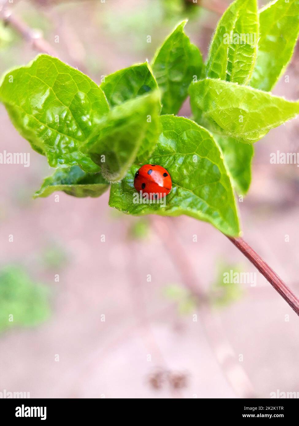Ladybug On Leaf In Tree