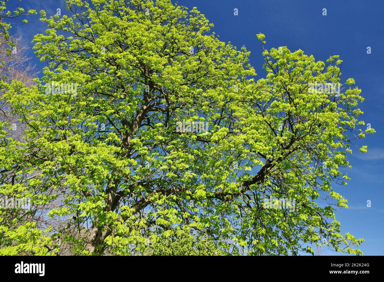 Spring, tree blossom, Germany, West Europe Stock Photo - Alamy