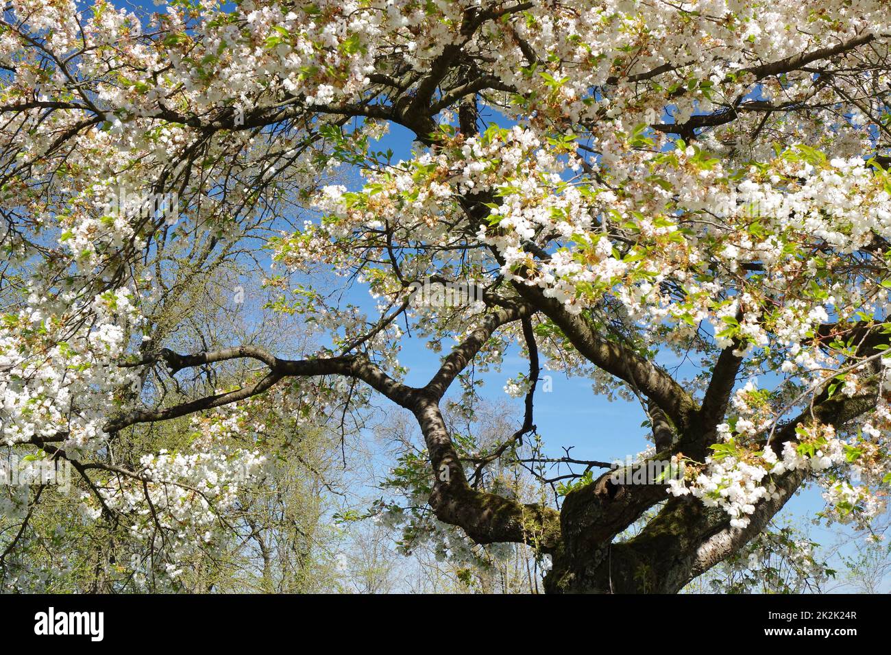 Forest ln hi-res stock photography and images - Alamy