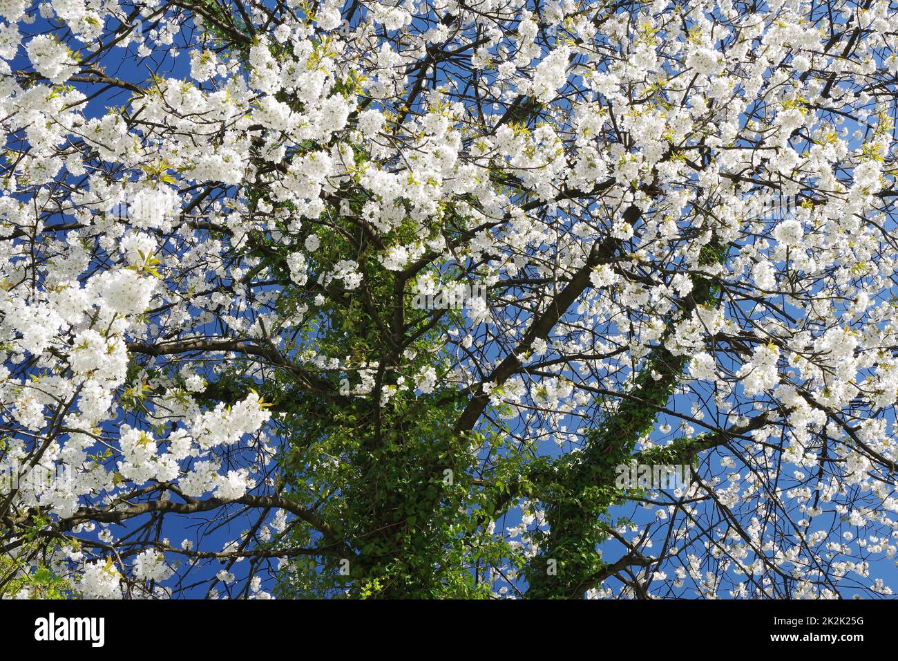 Spring, cherry tree blossom, Germany, West Europe Stock Photo - Alamy