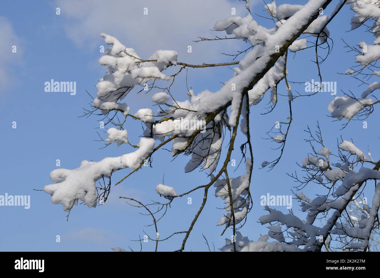 A branch covered in snow Stock Photo - Alamy