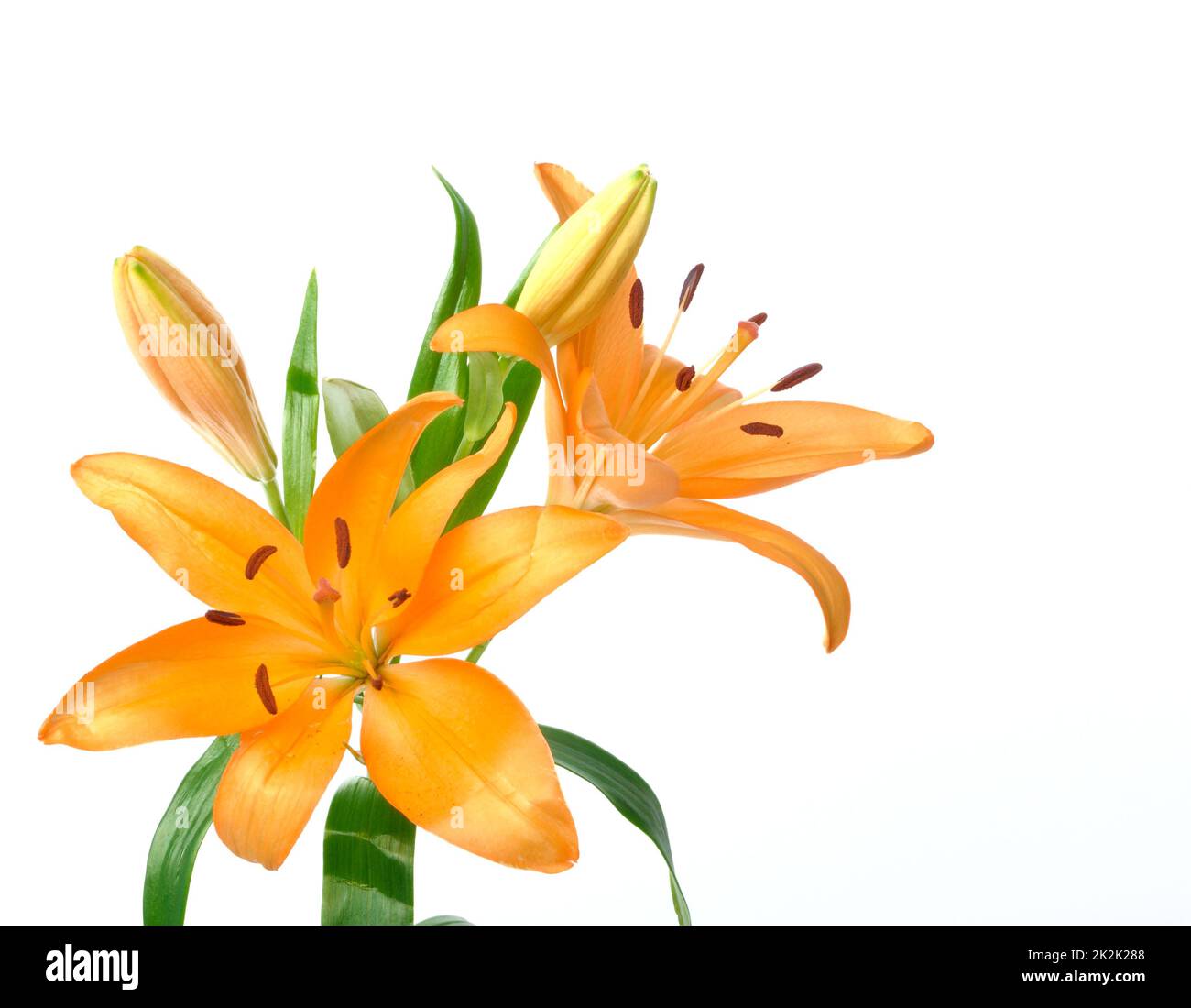 Studio shot of orange lily Stock Photo - Alamy
