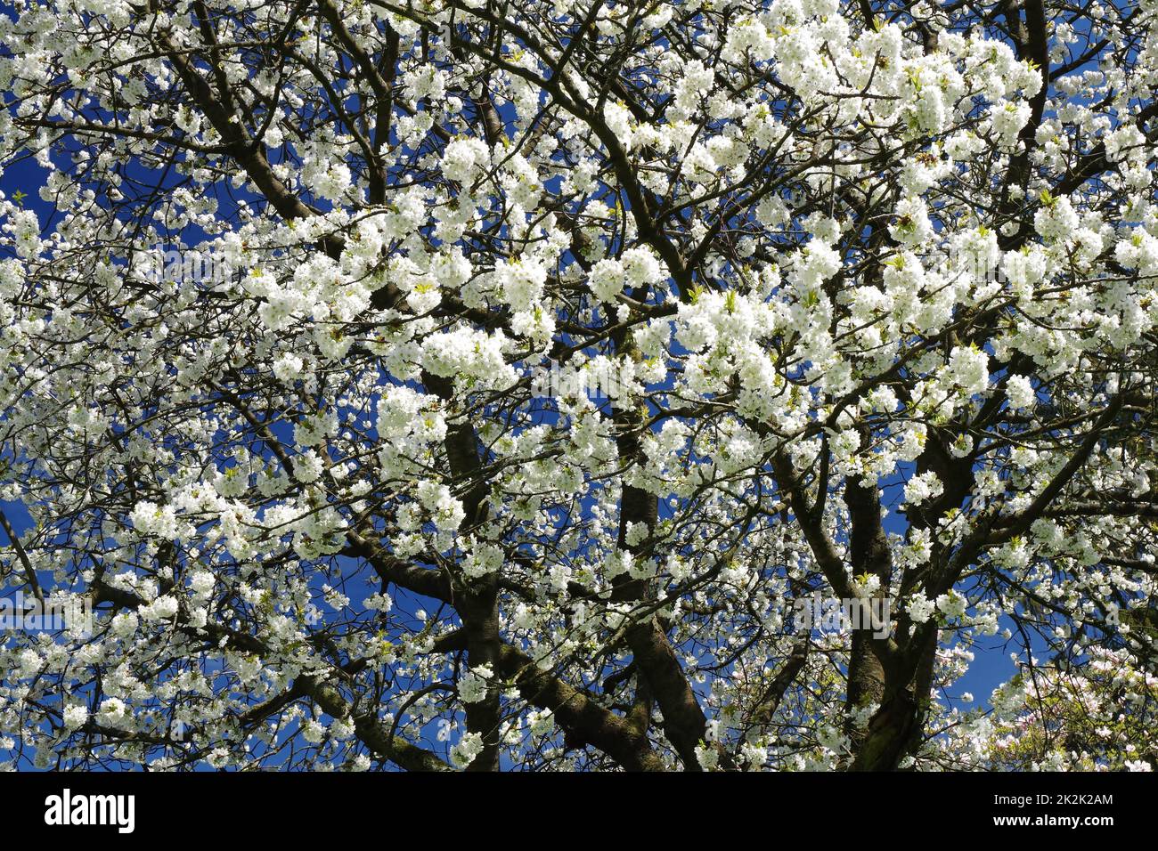 Spring, cherry tree blossom, Germany, West Europe Stock Photo - Alamy