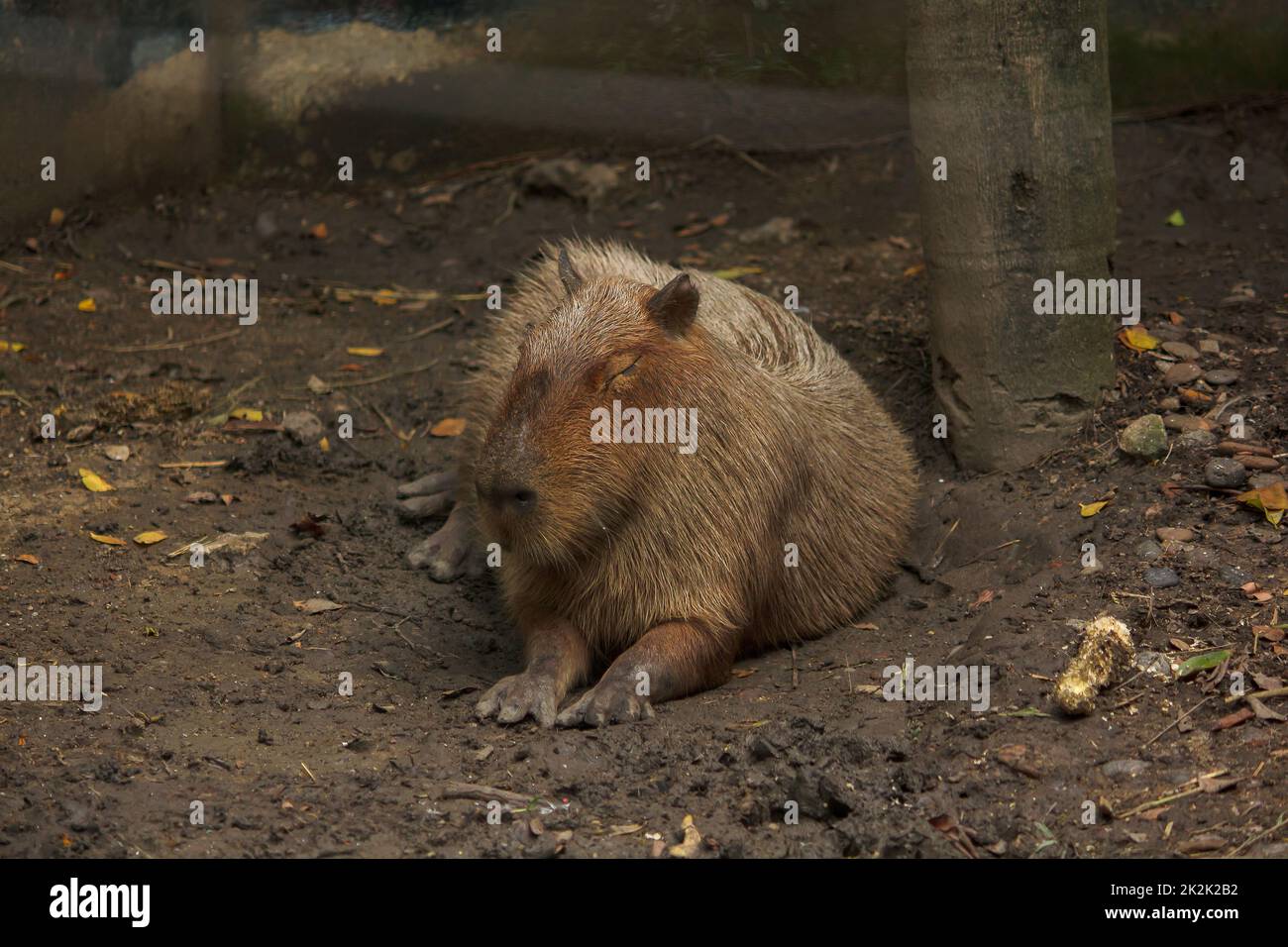 Capibara is in the zoo Is the biggest rat in the world Native to South ...