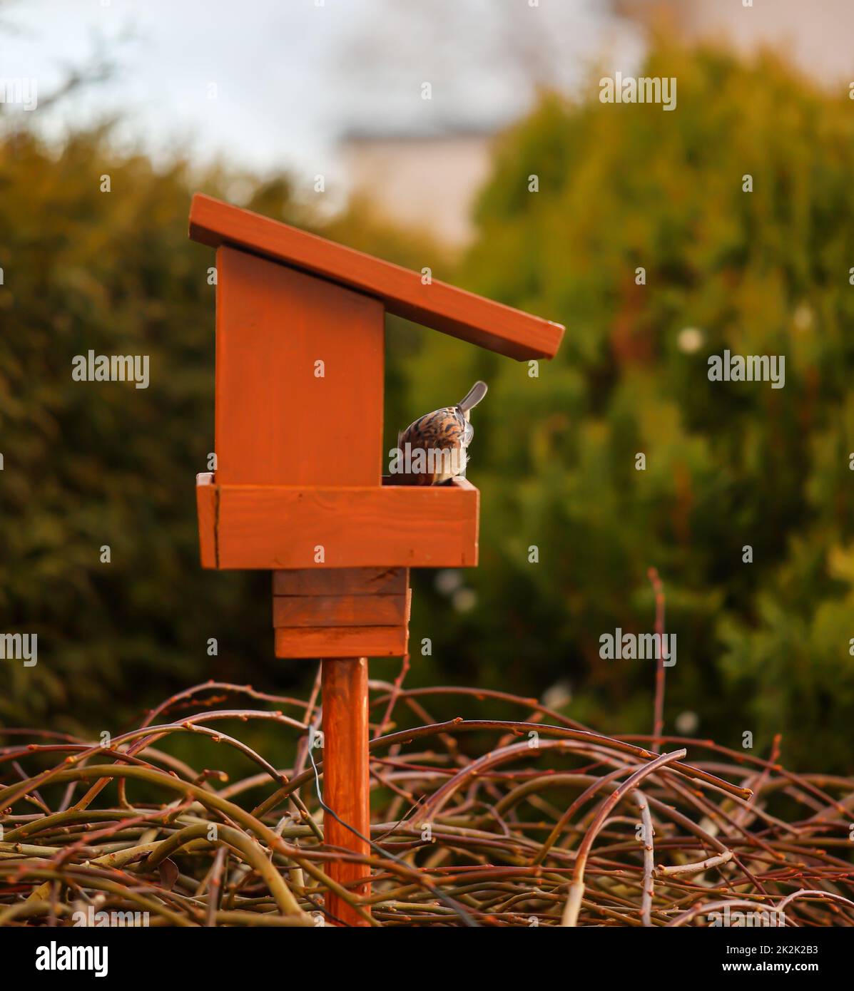 Sparrow front view bird hi-res stock photography and images - Alamy