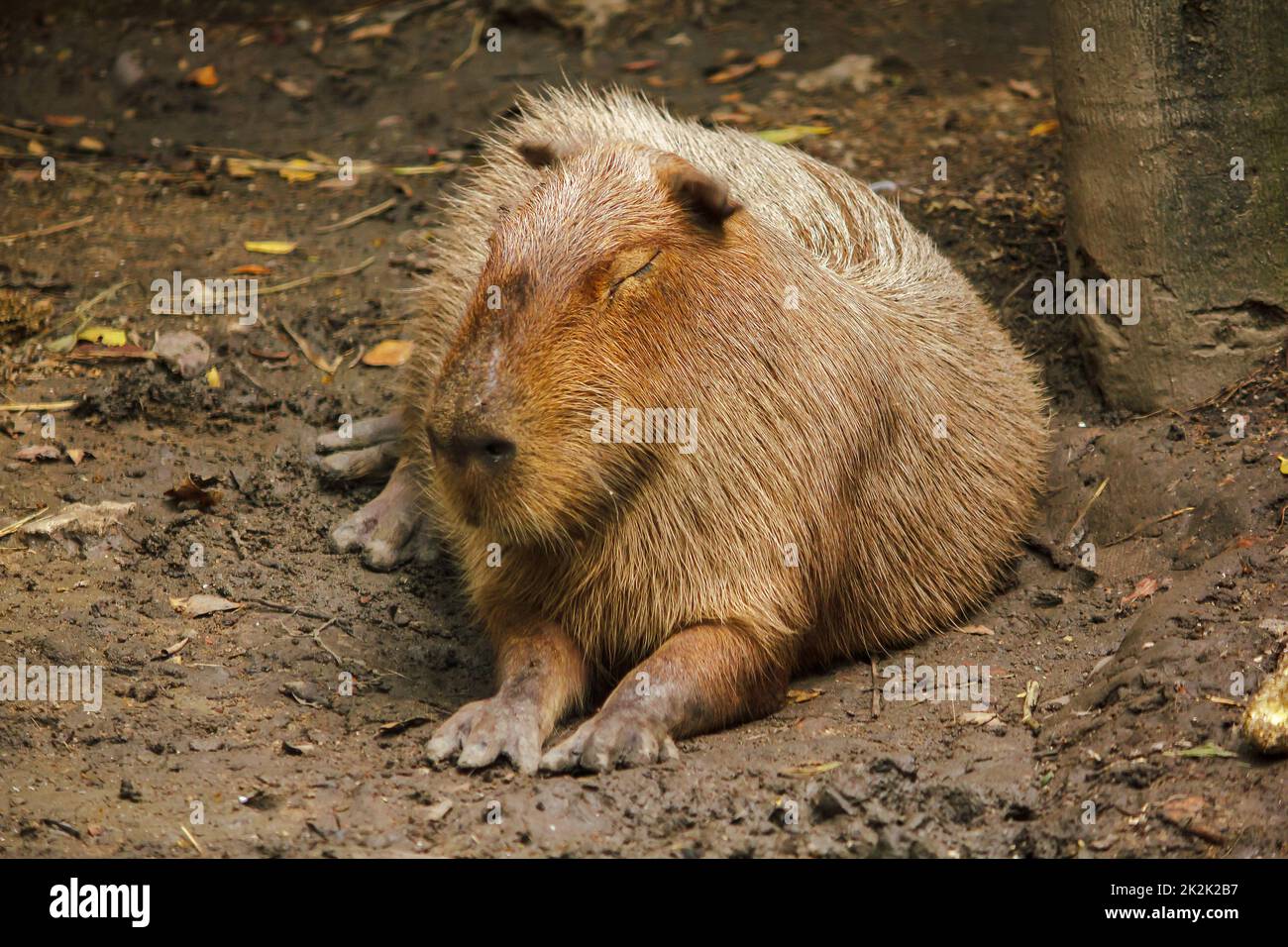 Capibara is in the zoo Is the biggest rat in the world Native to South ...
