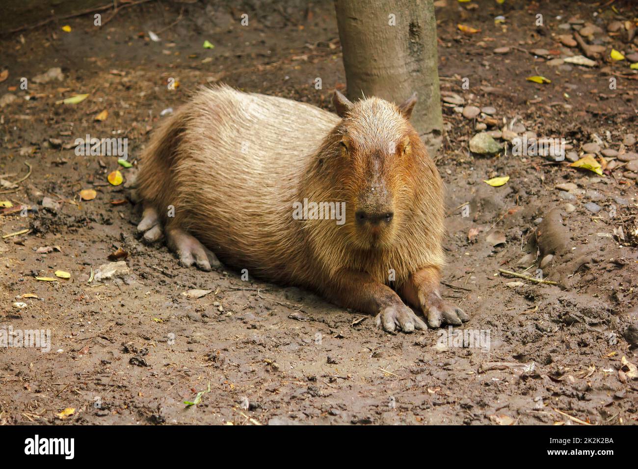 Capibara is in the zoo Is the biggest rat in the world Native to South ...