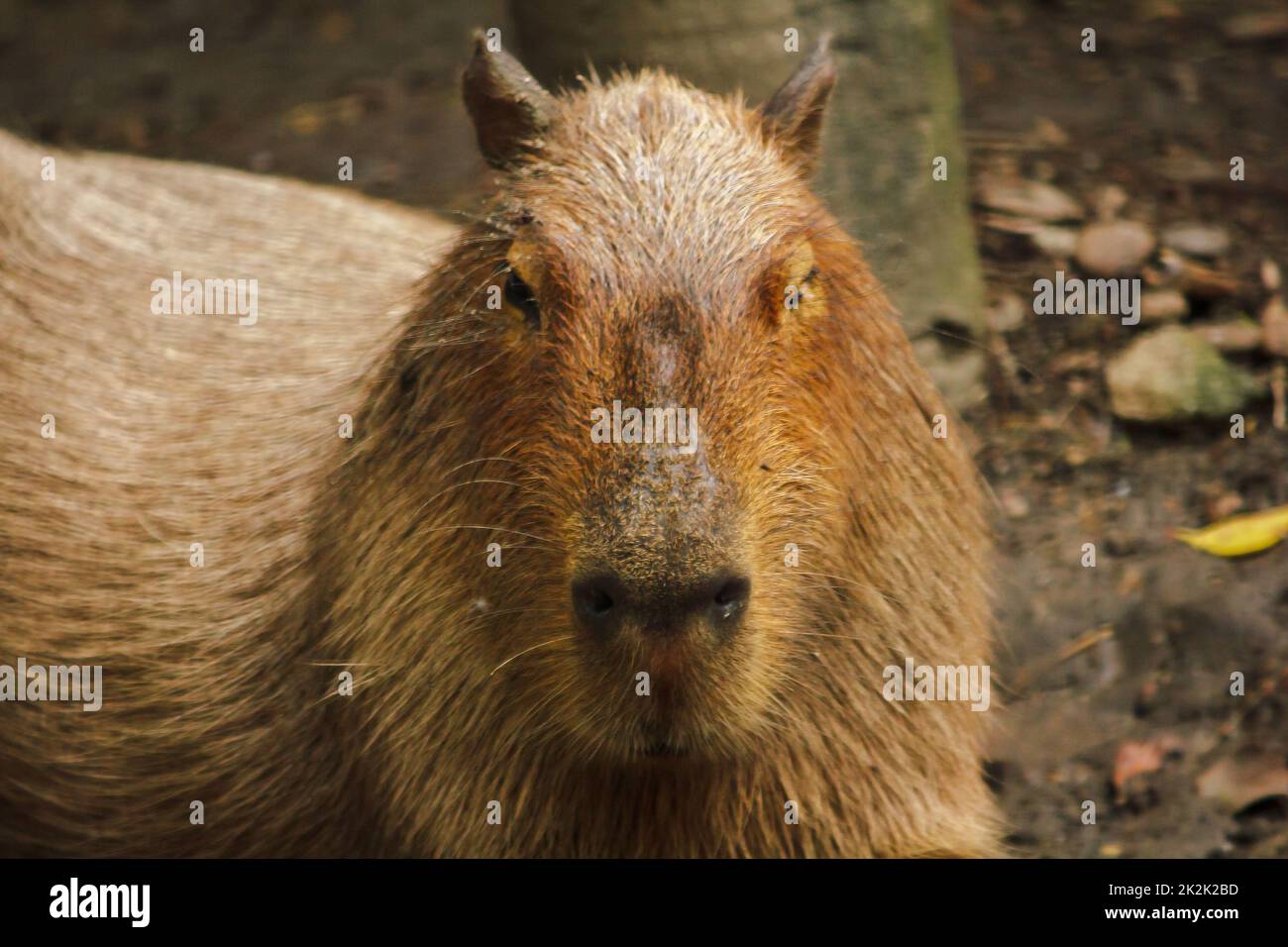 Capibara is in the zoo Is the biggest rat in the world Native to South ...