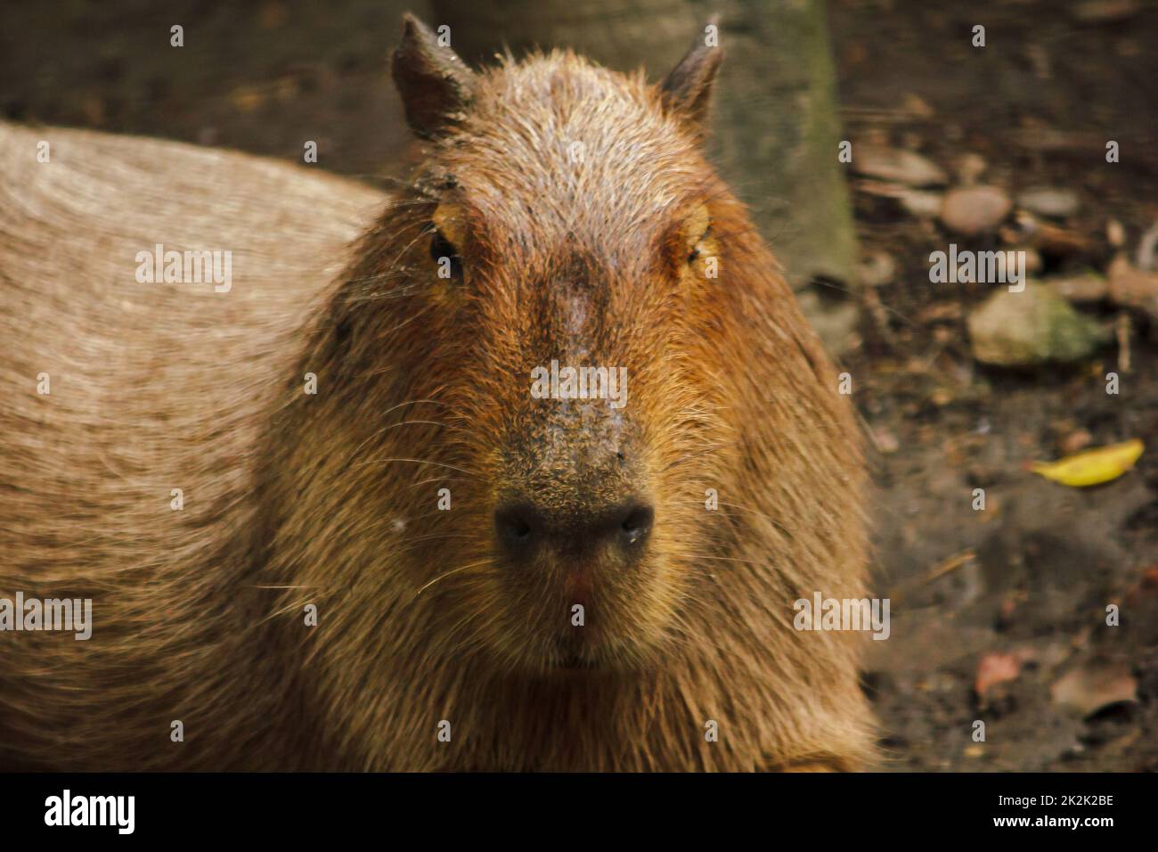 Capibara is in the zoo Is the biggest rat in the world Native to South ...