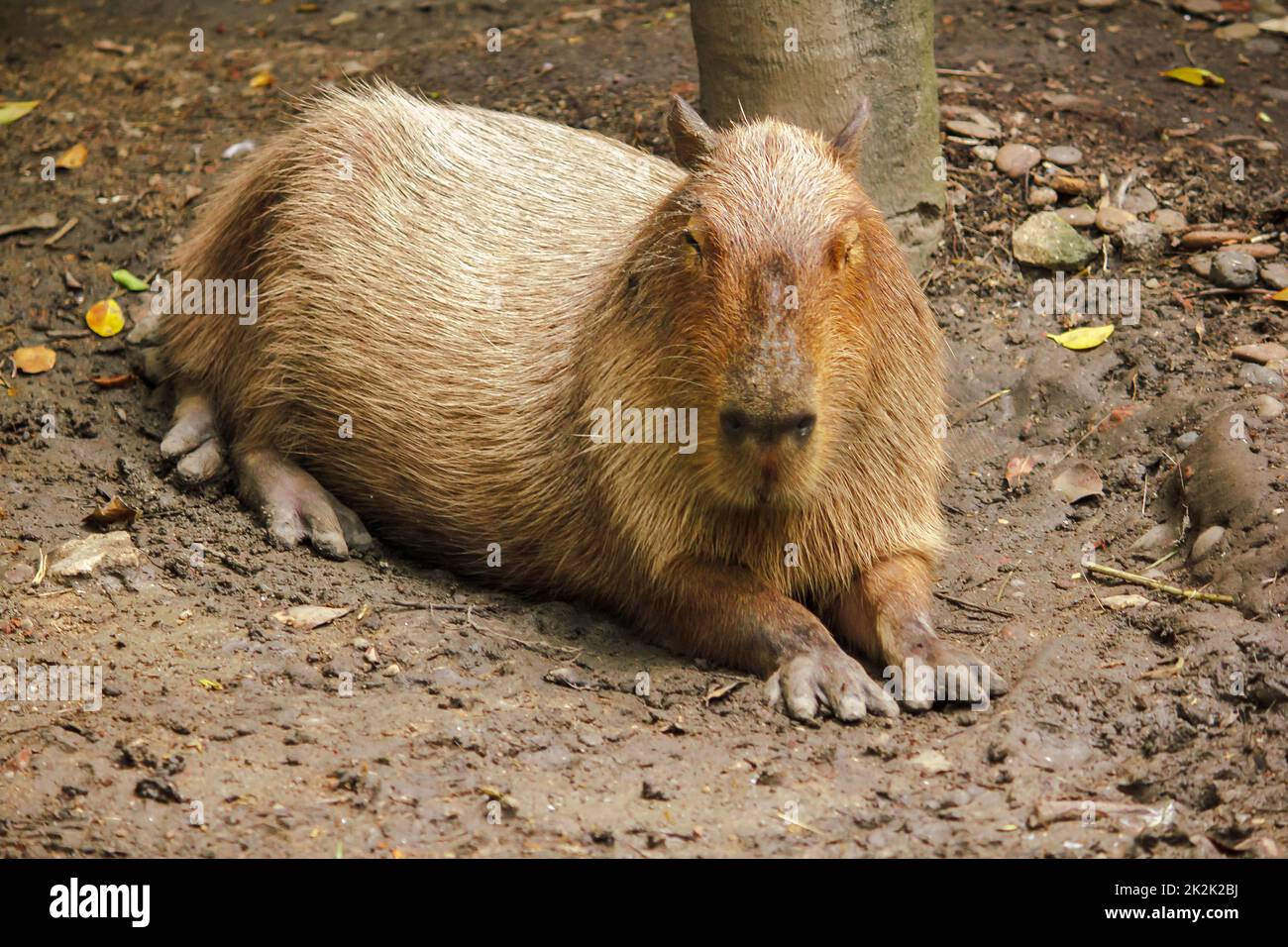 Capibara is in the zoo Is the biggest rat in the world Native to South ...