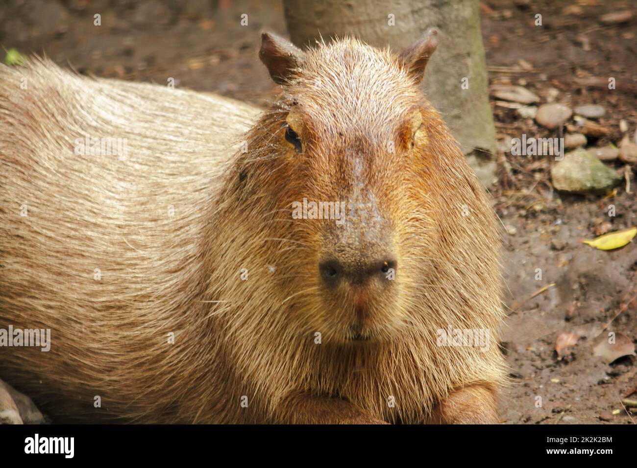 Capibara is in the zoo Is the biggest rat in the world Native to South ...
