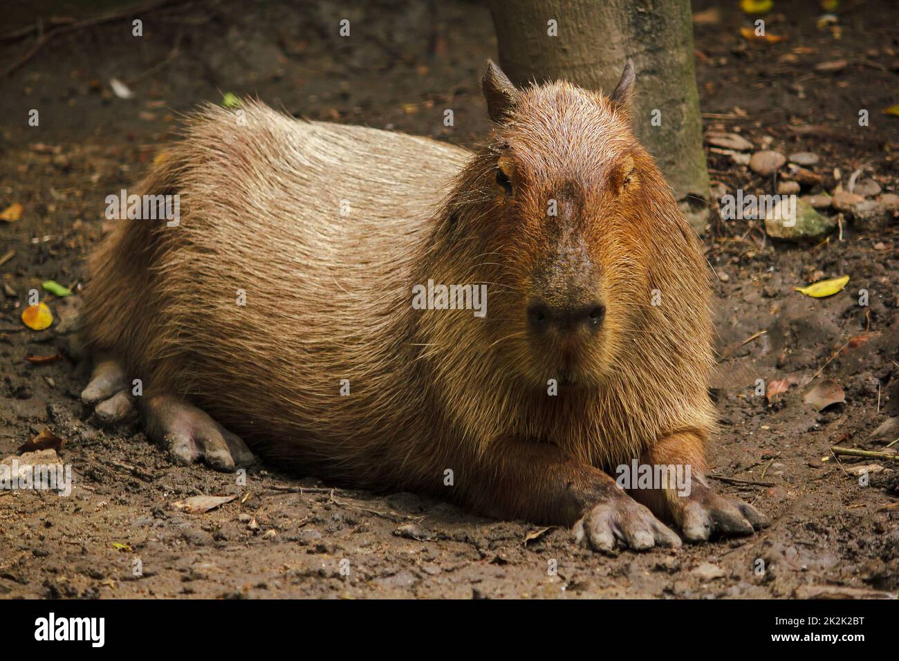 Biggest Mouse In The World