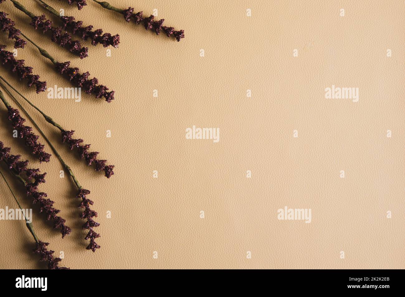 Natural beige background with a dry flower. Top view, Copy space for ...