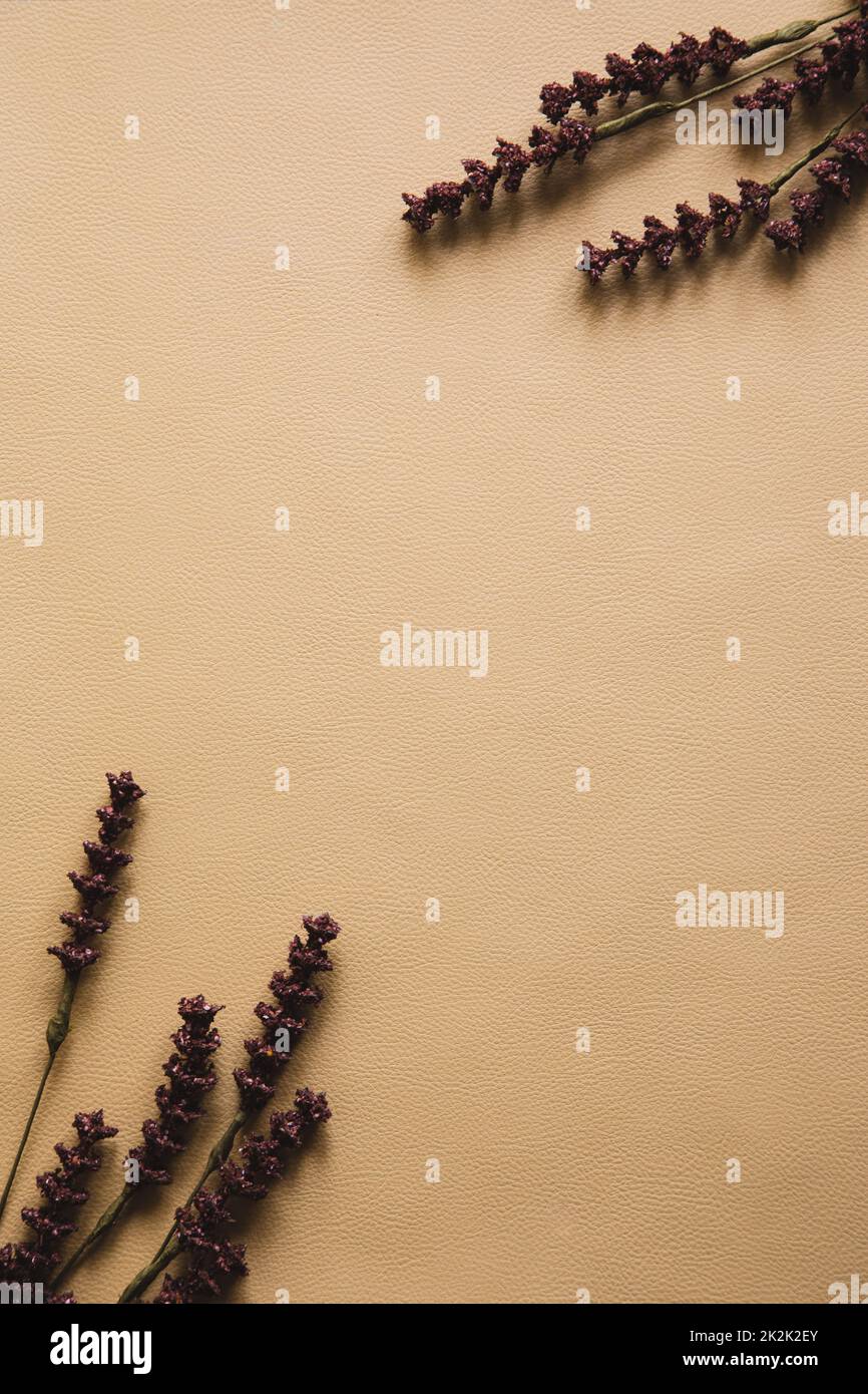 Natural beige background with a dry flower. Top view, Copy space for ...