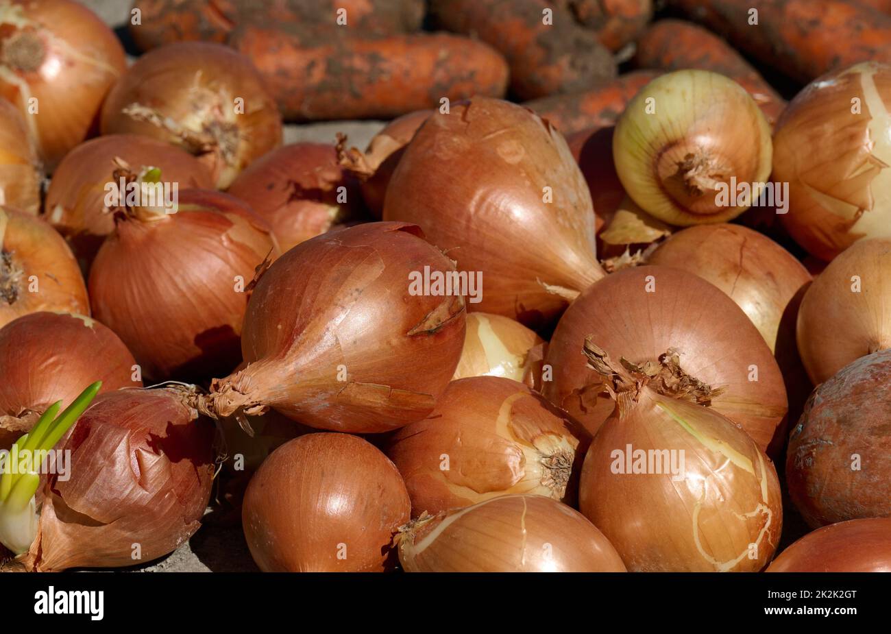 whole onion in brown husk Stock Photo - Alamy