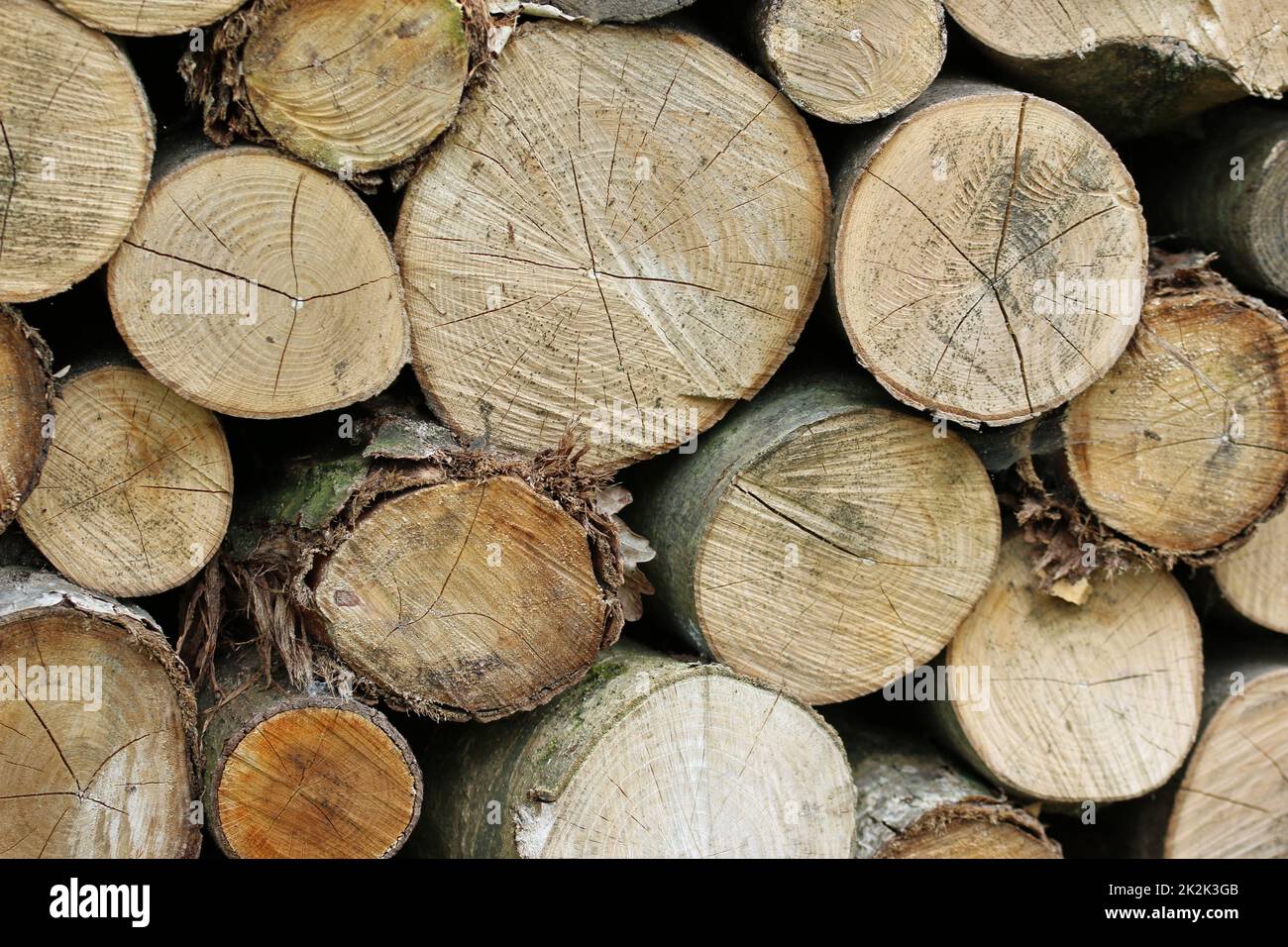 Cut ends of logs in a stack Stock Photo - Alamy