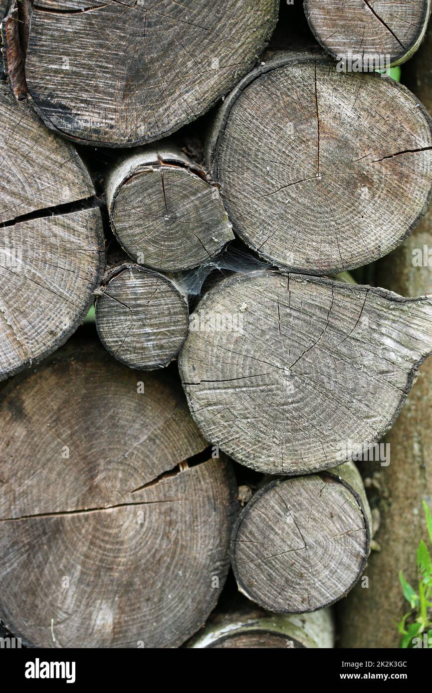 Cut ends of logs in a stack Stock Photo - Alamy