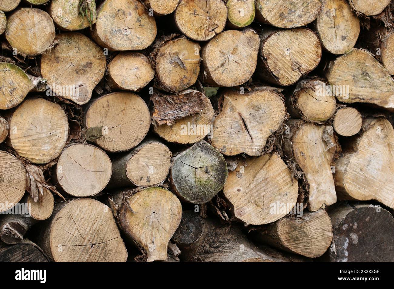 Cut ends of logs in a stack Stock Photo - Alamy