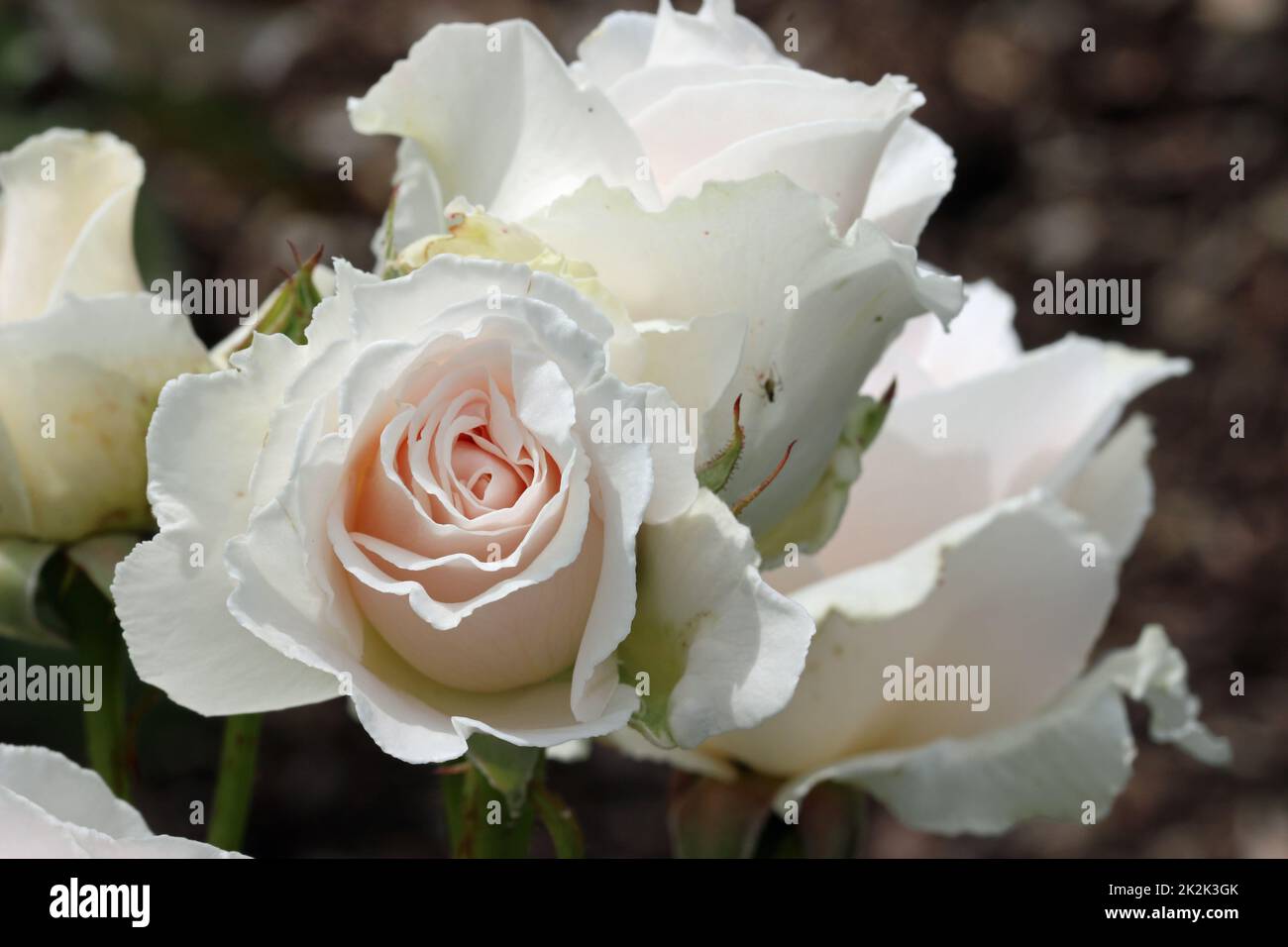 White rose flowers in close up Stock Photo - Alamy