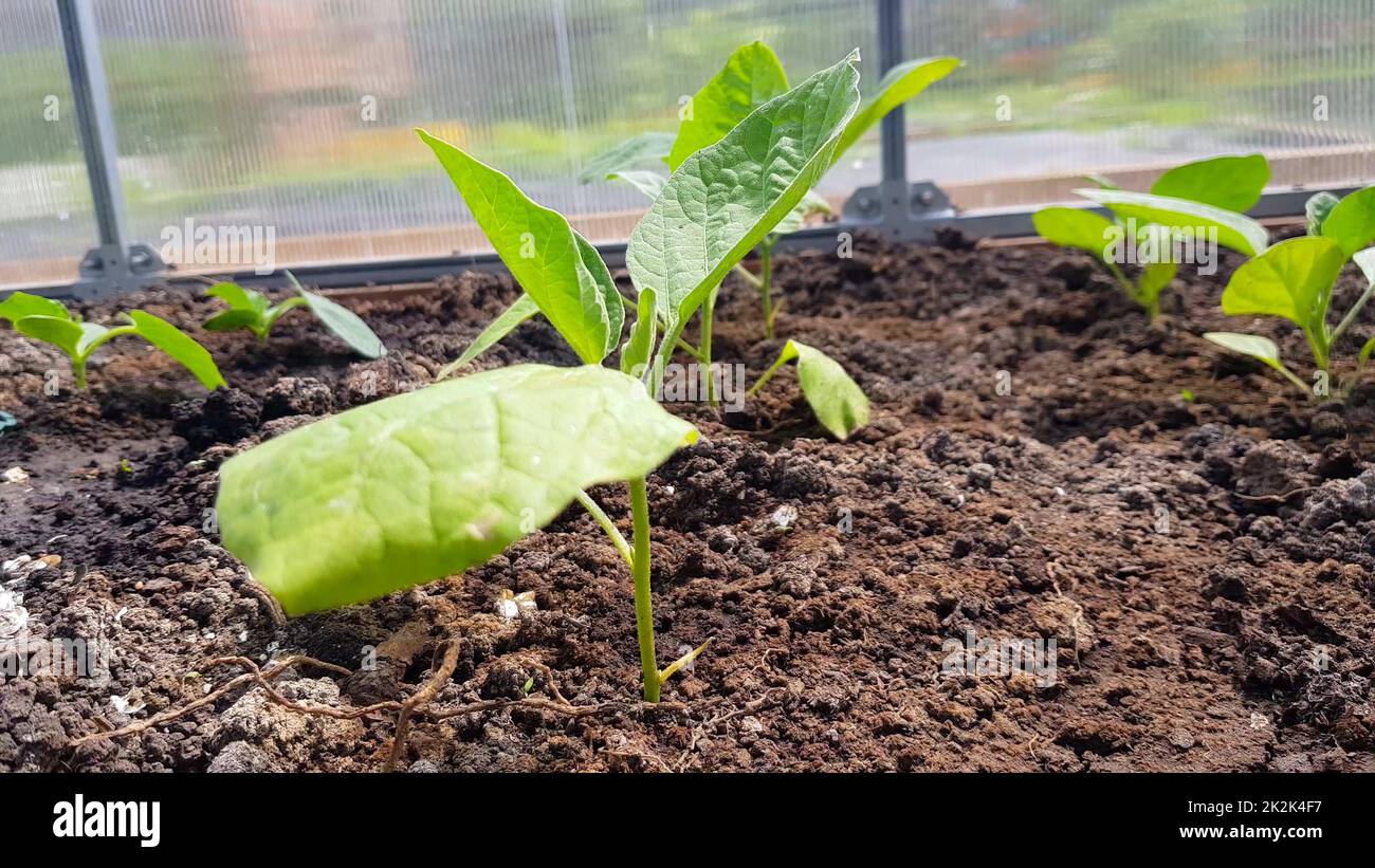 close-up of bright green young plants of eggplant seedlings planted on fertile soil. Vegetable ...