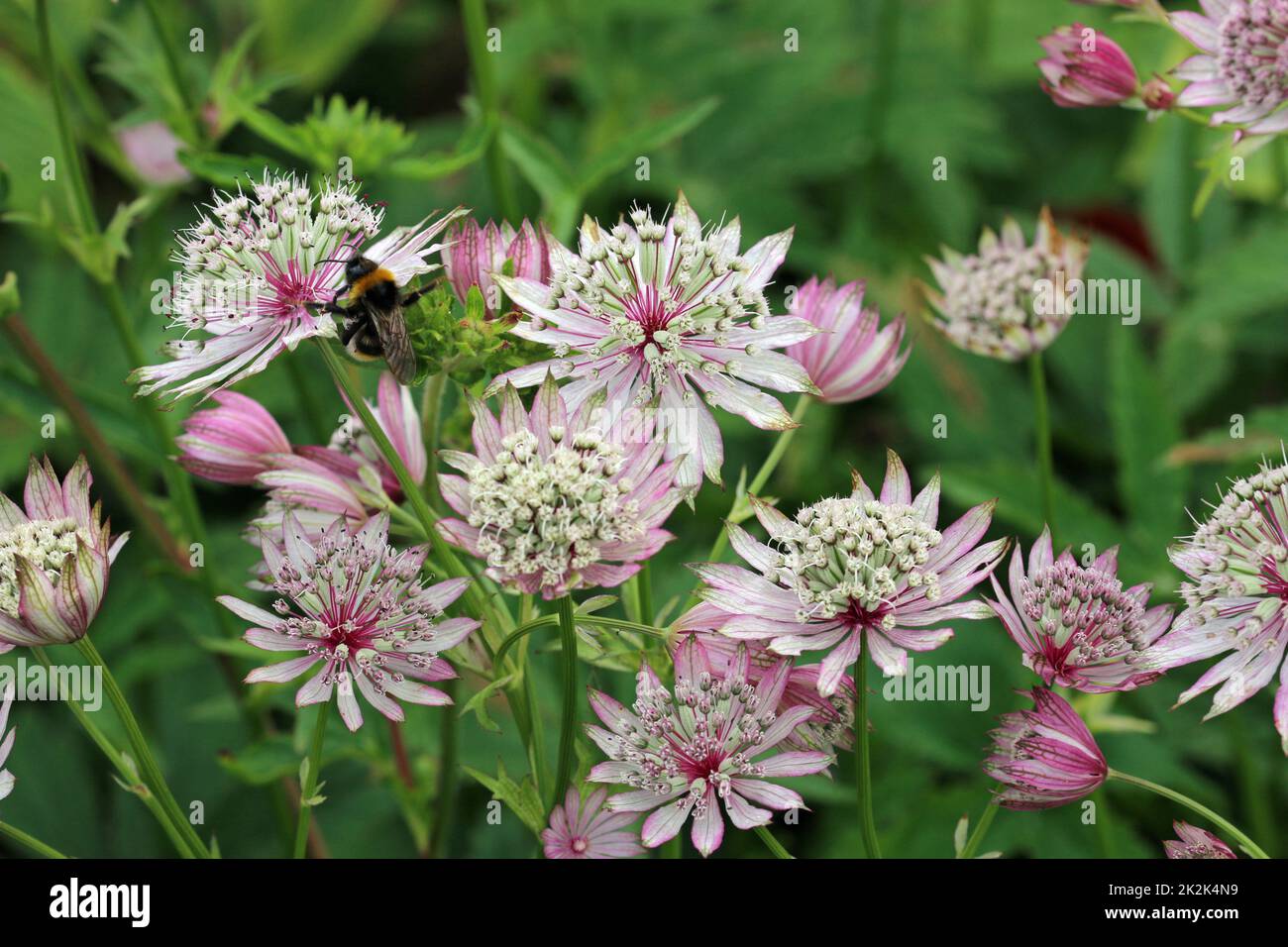 Masterwort flowers hi-res stock photography and images - Alamy