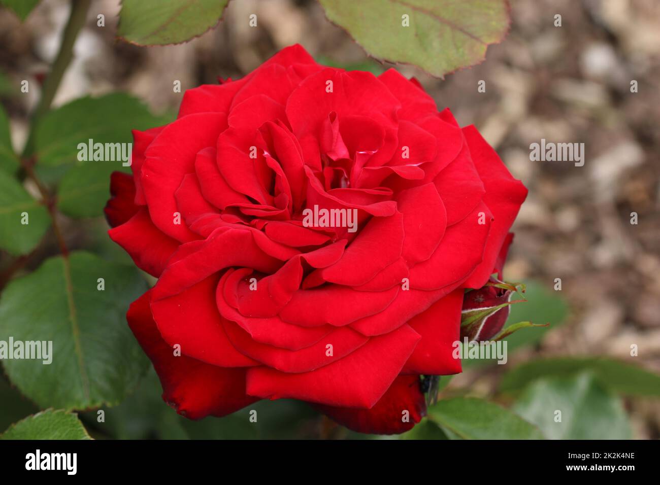 Red rose flower in close up Stock Photo - Alamy