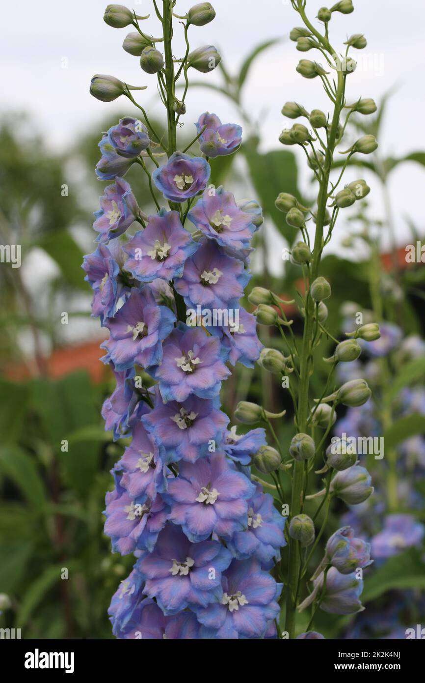 Blue and purple delphinium flower spike Stock Photo - Alamy