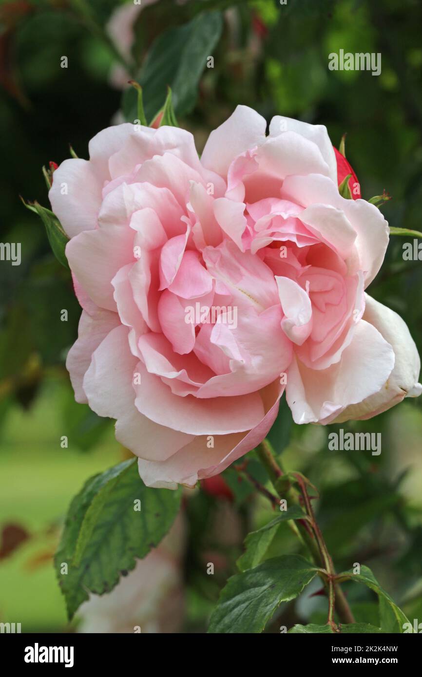 Pale pink rose hi-res stock photography and images - Alamy