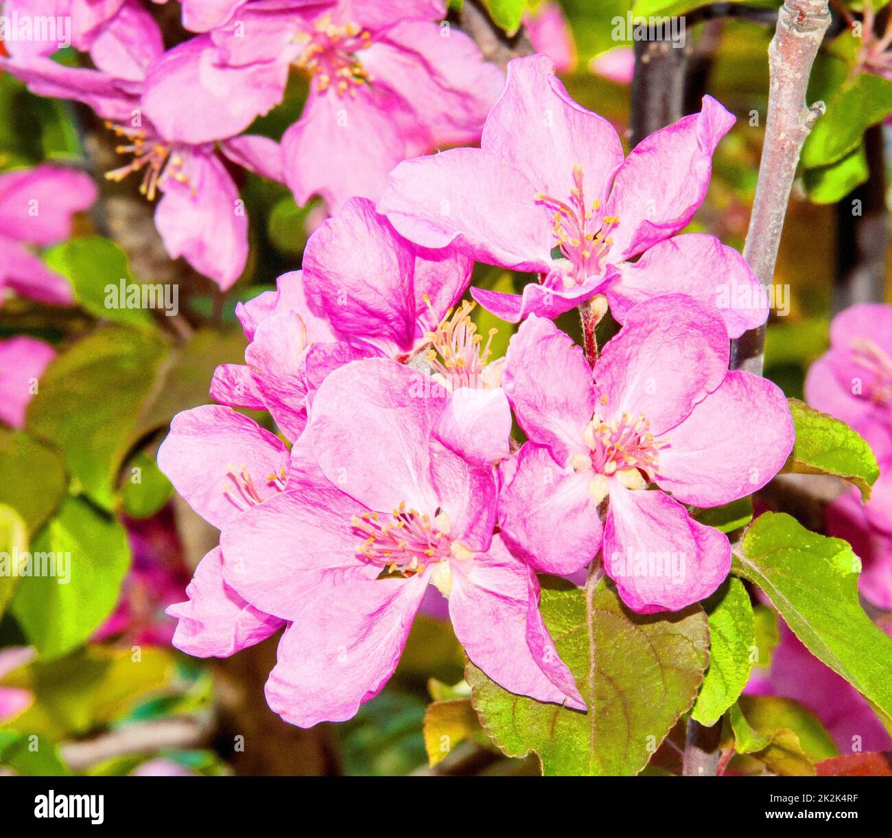 Pink apple tree hi-res stock photography and images - Alamy
