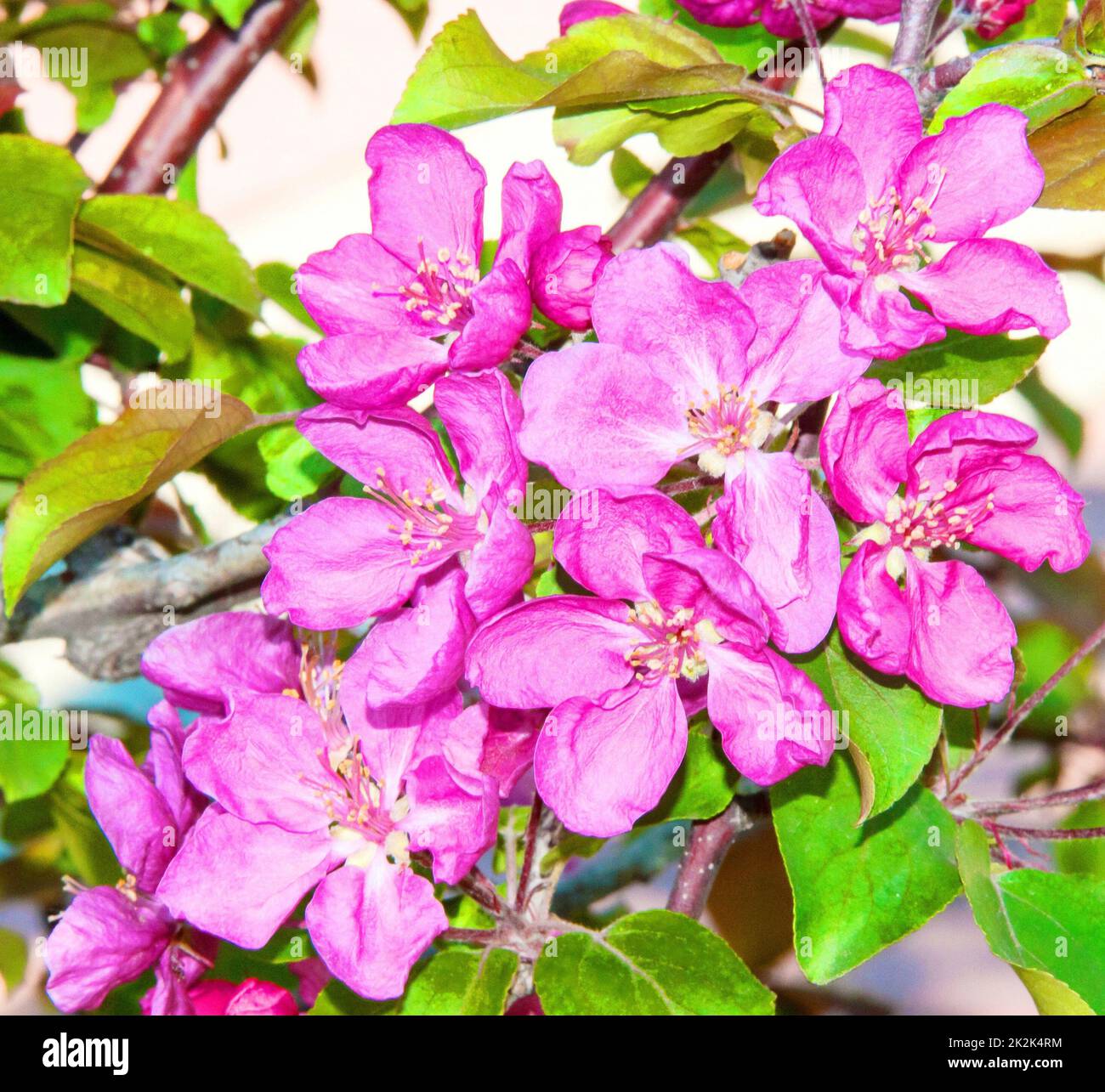 Pink apple tree hi-res stock photography and images - Alamy