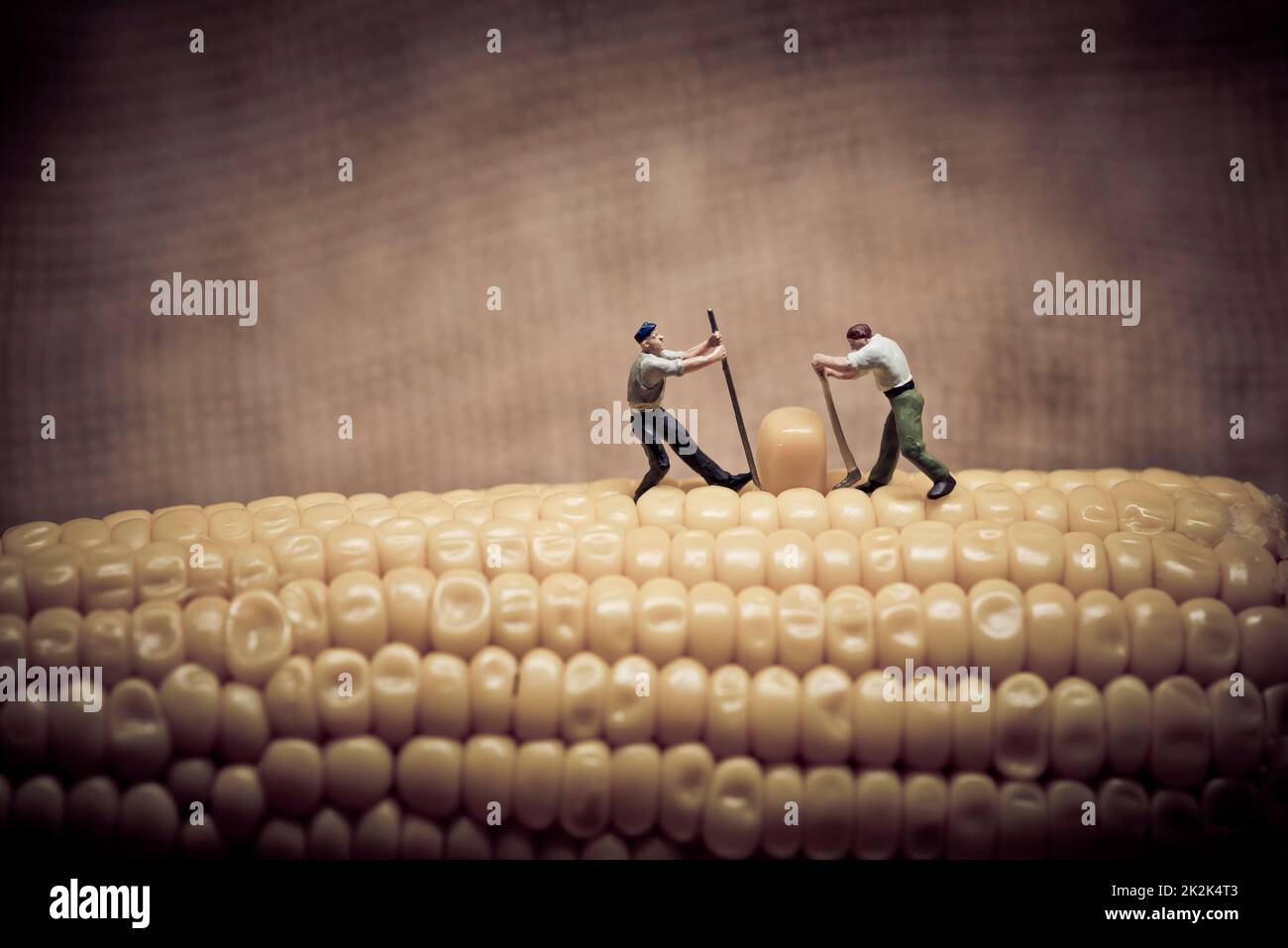 Corn maize harvest. Color tone tuned Stock Photo - Alamy