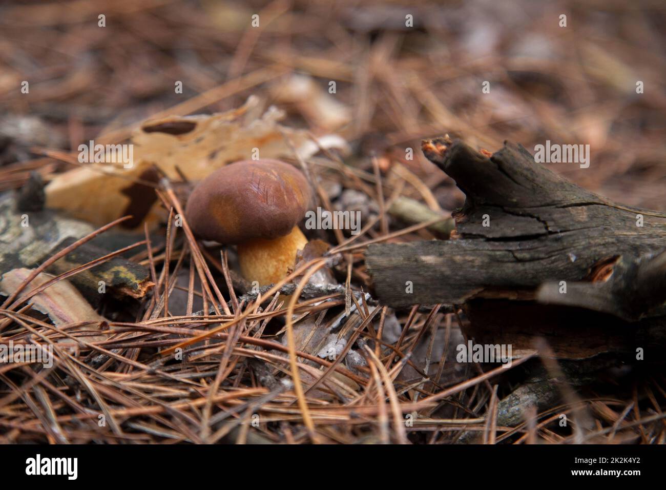 Close up view of boletus badius, imleria badia or bay bolete growing in ...