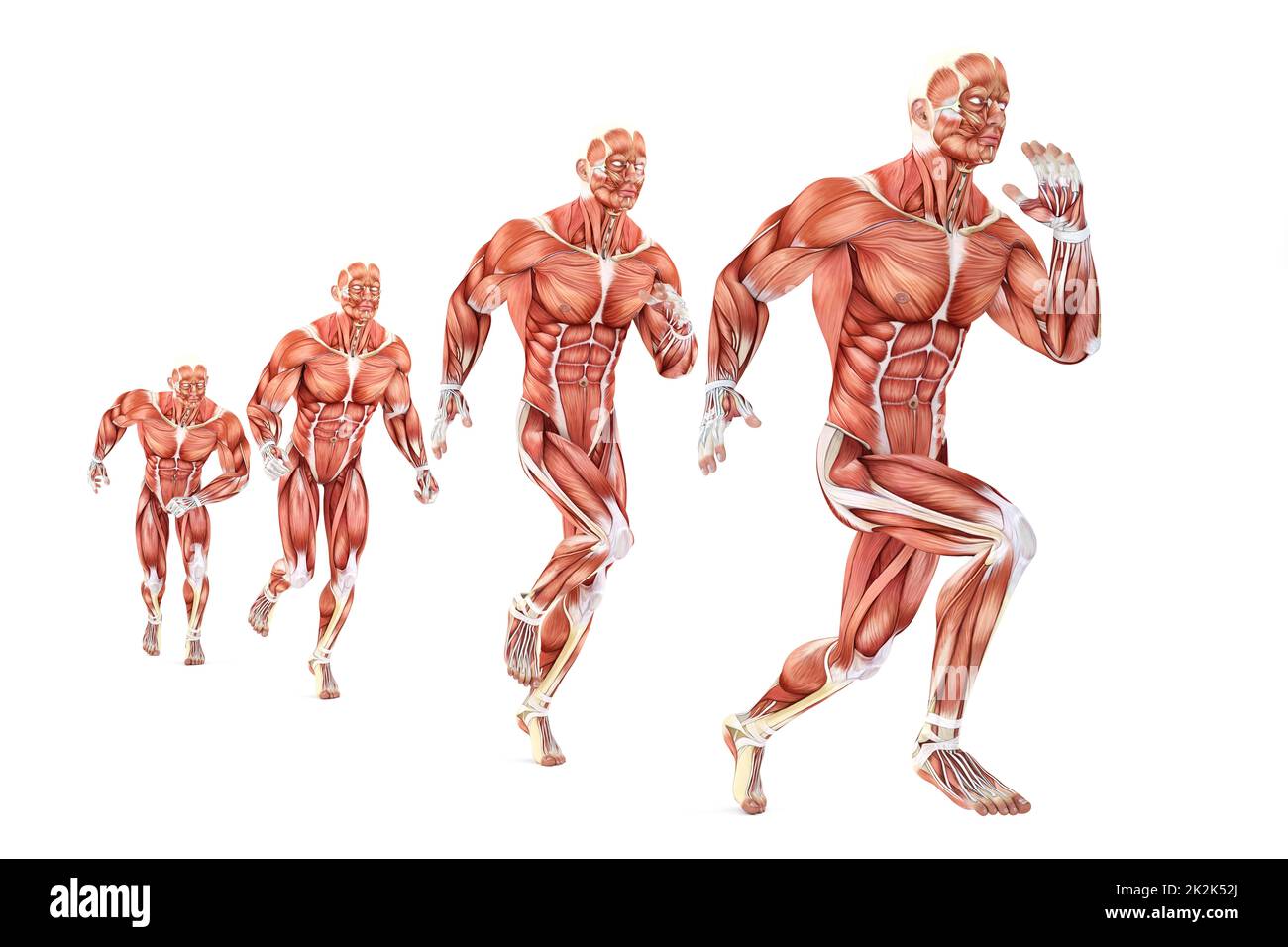 Running man anatomy. Medical illustration. Isolated. Contains clipping path Stock Photo - Alamy