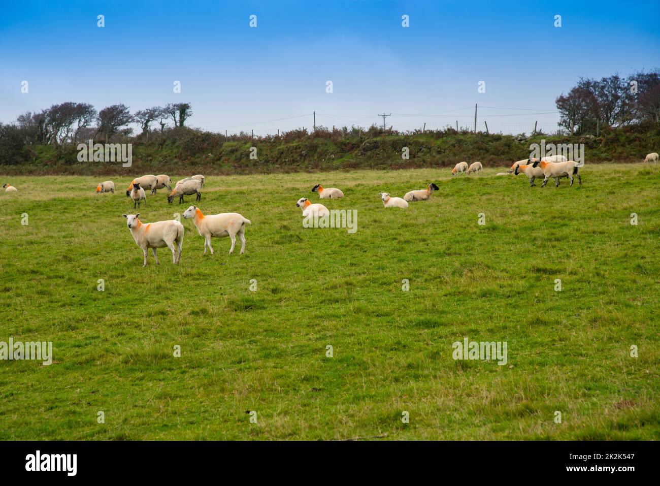 Sheep on a green meadow near St Advent in north Cornwall, UK Stock ...
