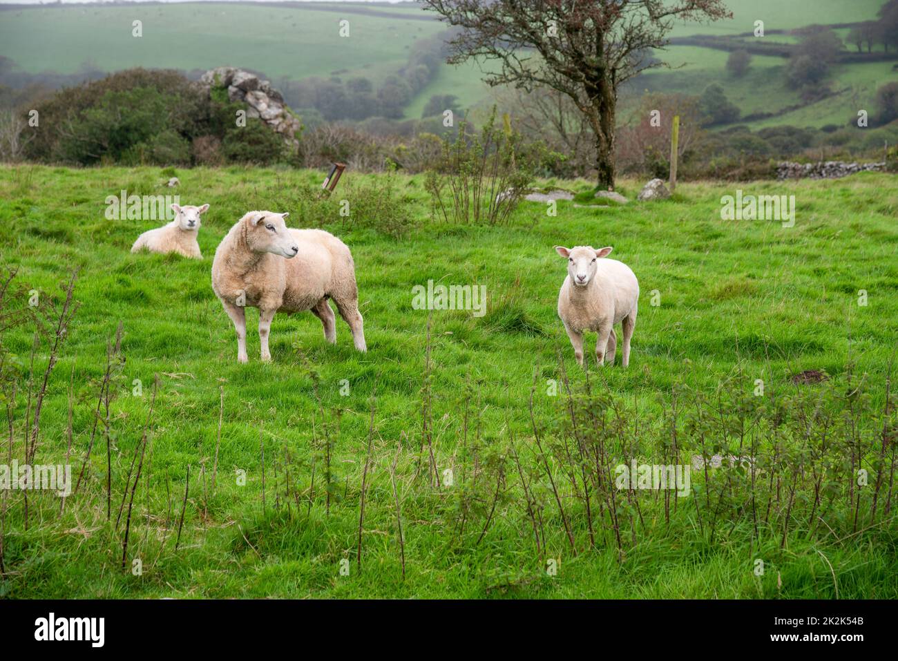 Sheep on a green meadow near St Advent in north Cornwall, UK Stock ...