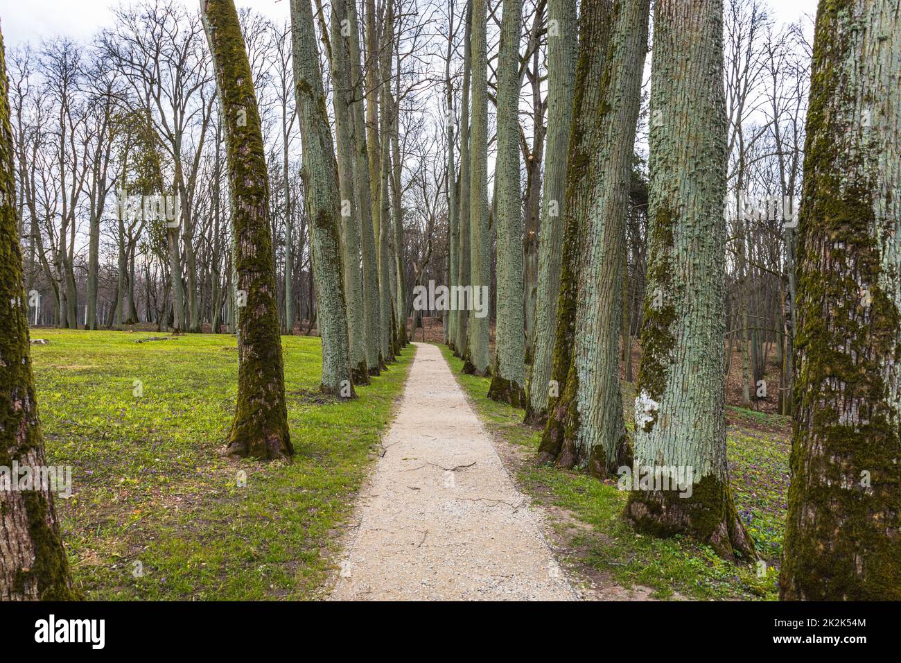 Row trees in early spring with a nature path walk Stock Photo - Alamy
