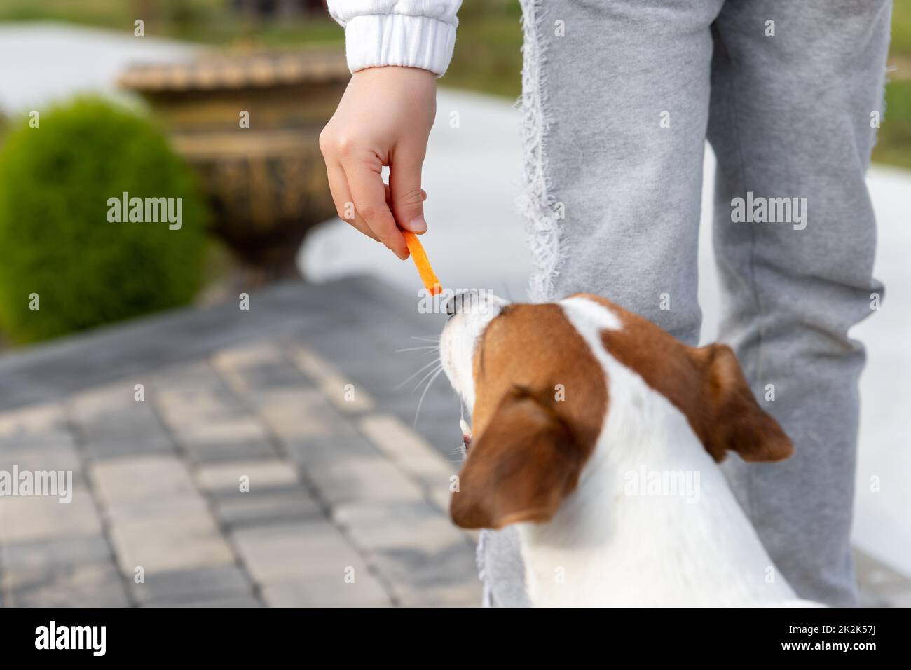 Close-up child hand feeding cute little jack russel terrier dog friend ...