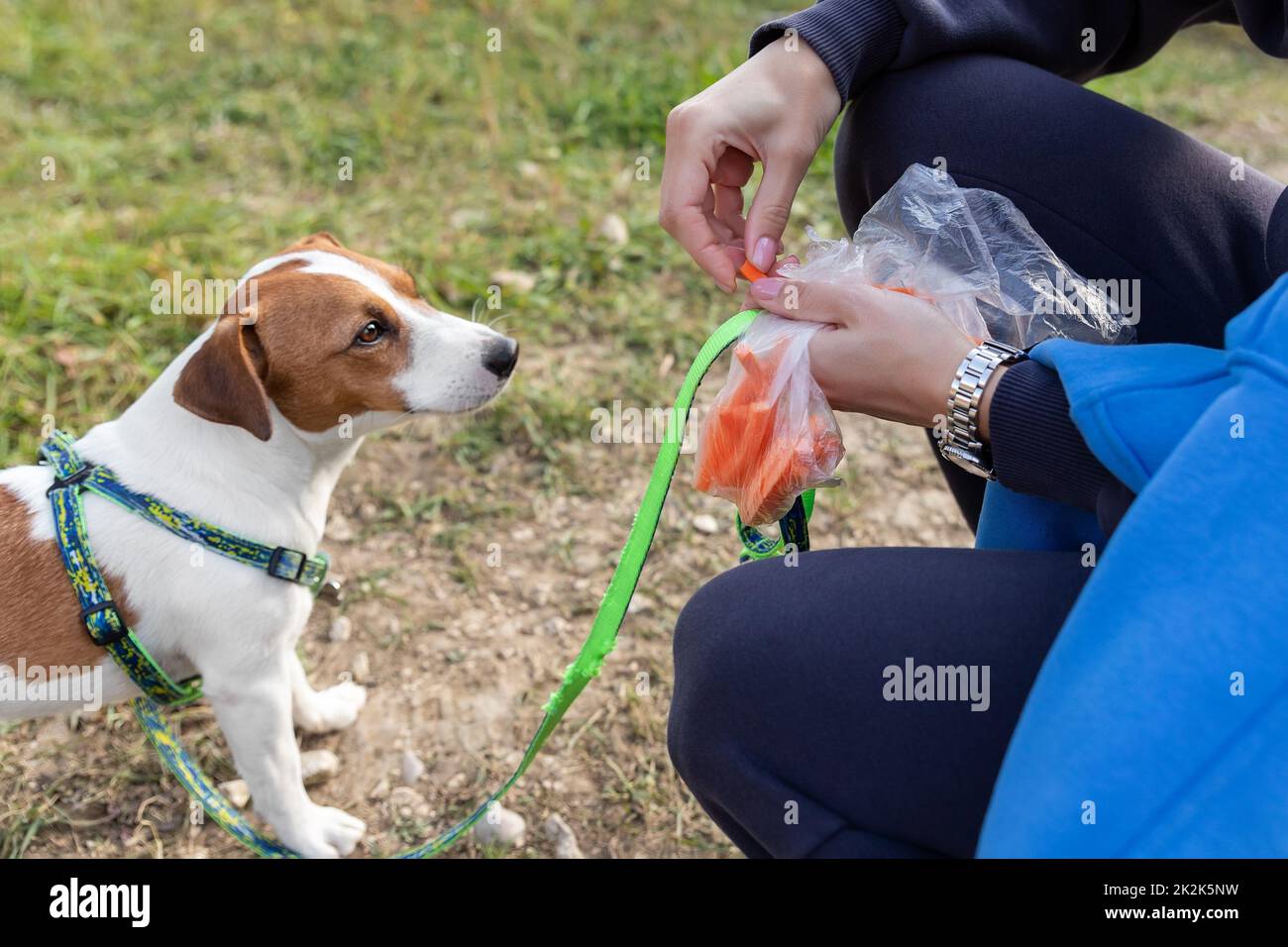 Close-up female hand feeding cute little jack russel terrier dog friend ...