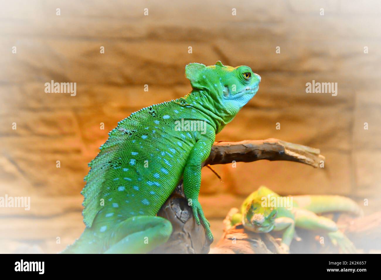 Green basilisk lizard basiliscus hi-res stock photography and images ...