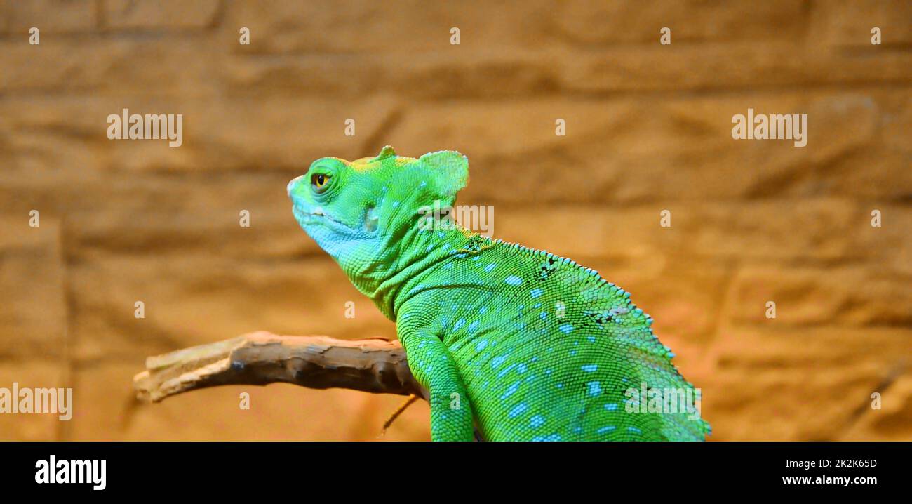Lizard Basilisk (Latin Basiliscus Stock Photo - Alamy