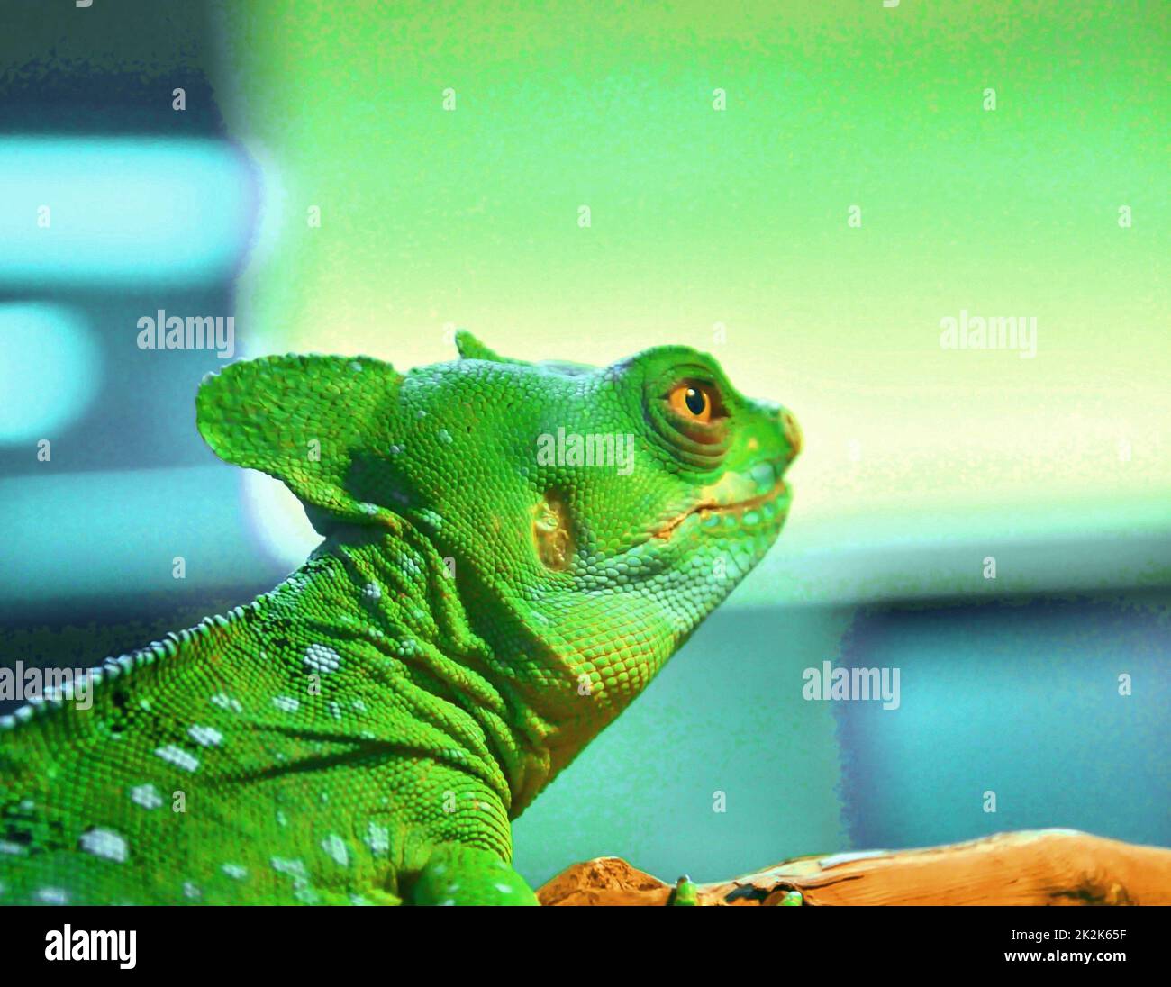 Basilisk lizard hi-res stock photography and images - Alamy