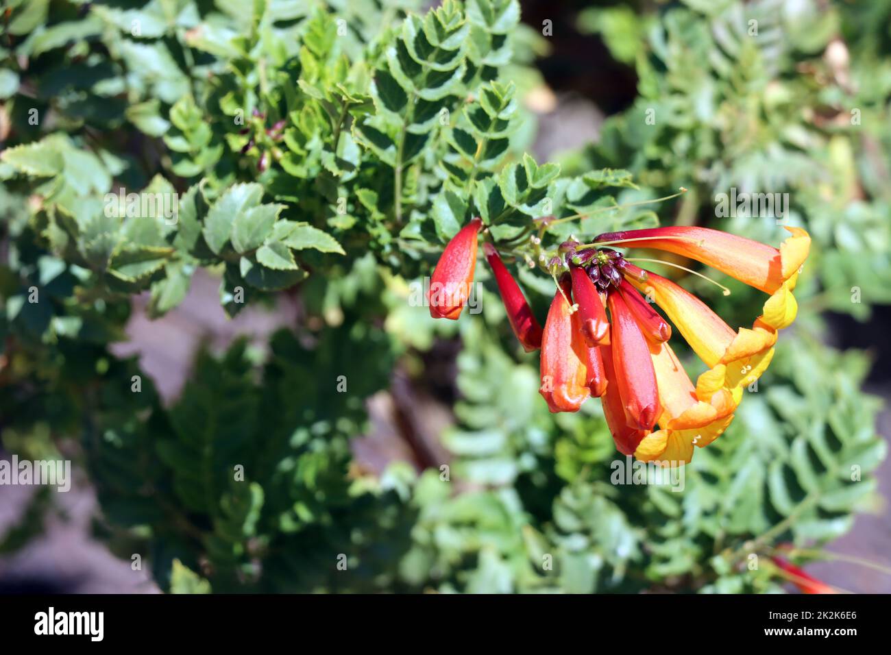 Tecoma strauch hi-res stock photography and images - Alamy