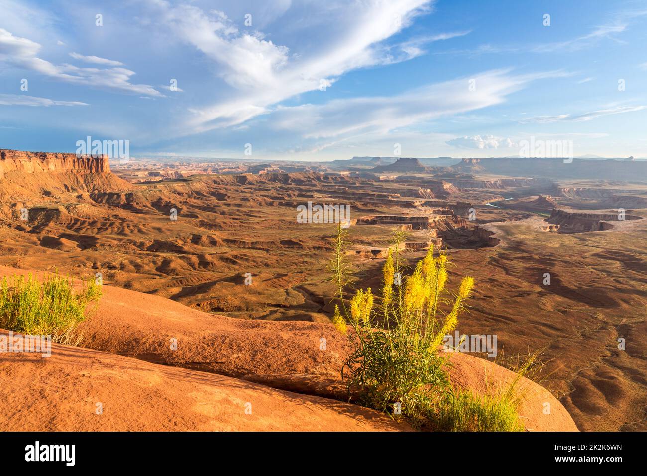 Prince's Plumes in bloom on the edge of the Island in the Sky Mesa at ...