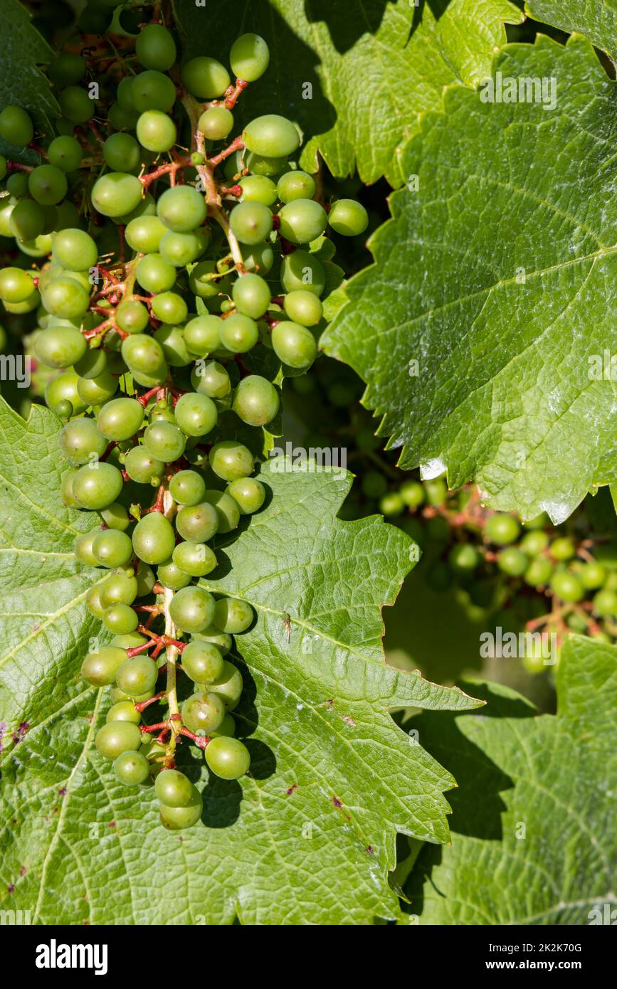 detail Grapes of the vine in the time before locking Stock Photo - Alamy